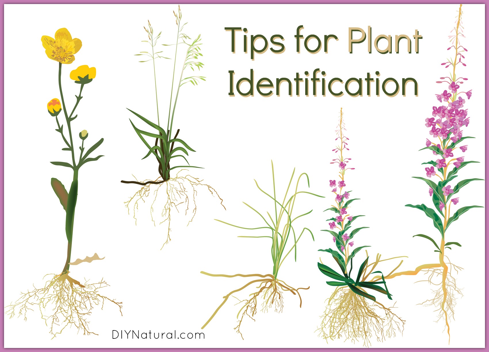 Plant Identification Tips To Help Improve Plant Recognition